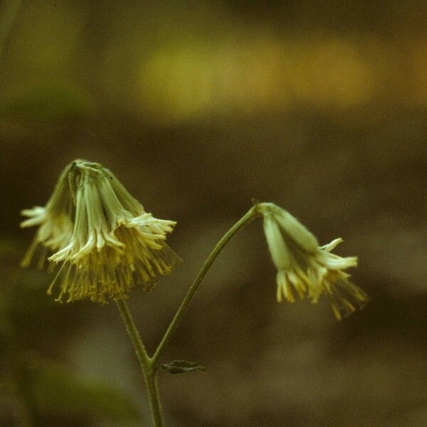 Nabalus Serpentarius Plant Care & How to Grow, Water