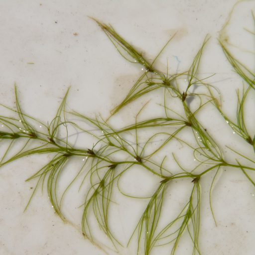 Slender Water-Nymph (Najas Gracillima) Plant Care & How to Grow, Water