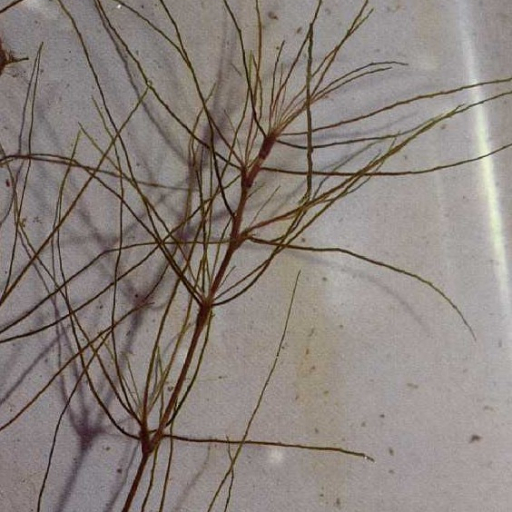 Southern Naiad (Najas Guadalupensis) Plant Care & How to Grow, Water