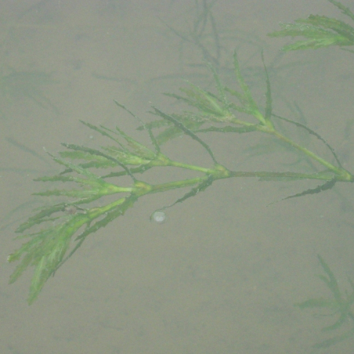 Spiny Naiad (Najas Marina) Plant Care & How to Grow, Water