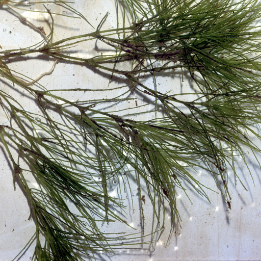 Slender-Leaf Naiad (Najas Minor) Plant Care & How to Grow, Water