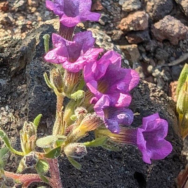 Leafy Nama (Nama Demissa) Plant Care & How to Grow, Water