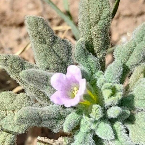 Jamaicanweed (Nama Jamaicensis) Plant Care & How to Grow, Water