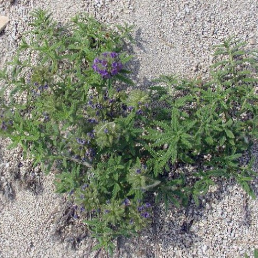 Rothrock's Fiddleleaf (Nama Rothrockii) Plant Care & How to Grow, Water