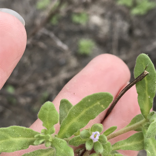 Nama Stenocarpa Plant Care & How to Grow, Water