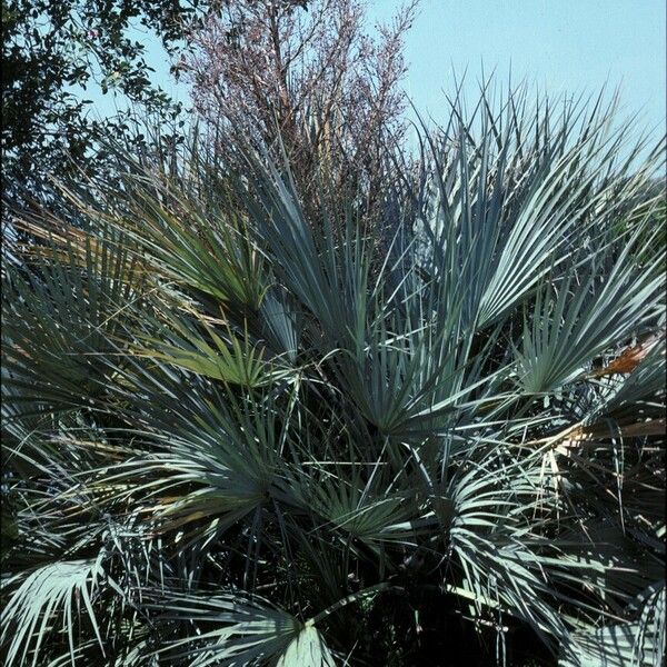 Mazari Palm (Nannorrhops Ritchiana) Plant Care & How to Grow, Water