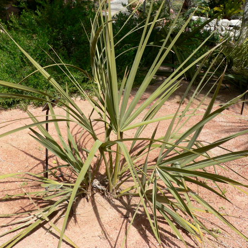 Mazari Palm (Nannorrhops Ritchieana) Care Guide: Water, Soil ...