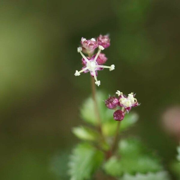 Serrate Nanocnide (Nanocnide Japonica) Plant Care & How to Grow, Water