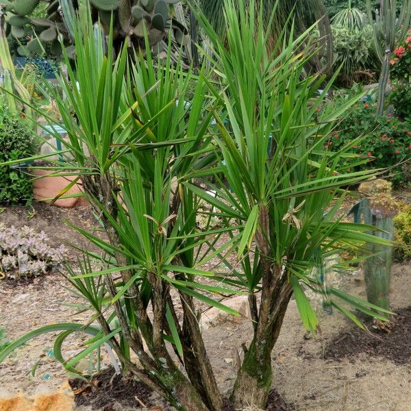 Nanuza Plicata Plant Care & How to Grow, Water
