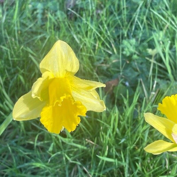 Spanish Daffodil (Narcissus Hispanicus) Care Guide: Water, Soil ...