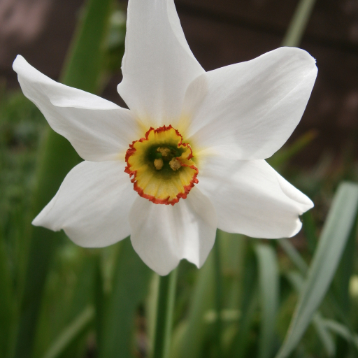 Poet's Narcissus (Narcissus Poeticus) Plant Care & How to Grow, Water