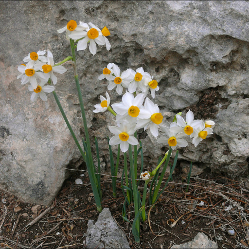 Chinese Sacred Lily (Narcissus Tazetta) Care Guide: Water, Soil ...