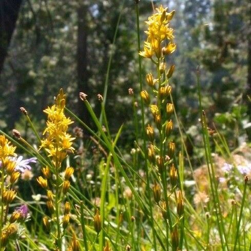 California Bog-Asphodel (Narthecium Californicum) Plant Care & How to ...