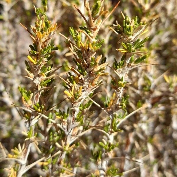 Nassauvia Axillaris Care Guide: Water, Soil & Propagation - Plantiary