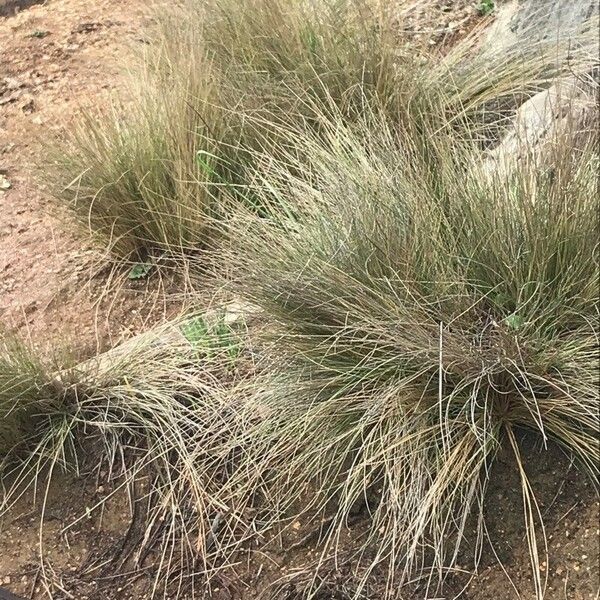 Chilean Needlegrass (Nassella Chilensis) Plant Care & How to Grow, Water