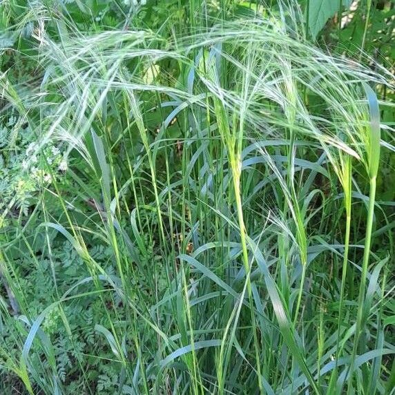Spear Grass (Nassella Hyalina) Care Guide: Water, Soil & Propagation ...