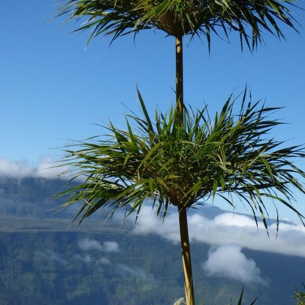 Tufty Bamboo (Nastus Borbonicus) Care Guide: Water, Soil & Propagation ...