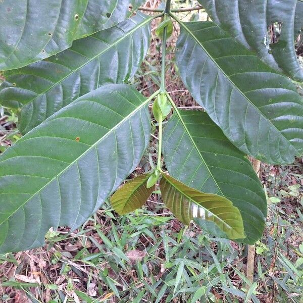 Yellow-Wood (Nauclea Diderrichii) Plant Care & How to Grow, Water