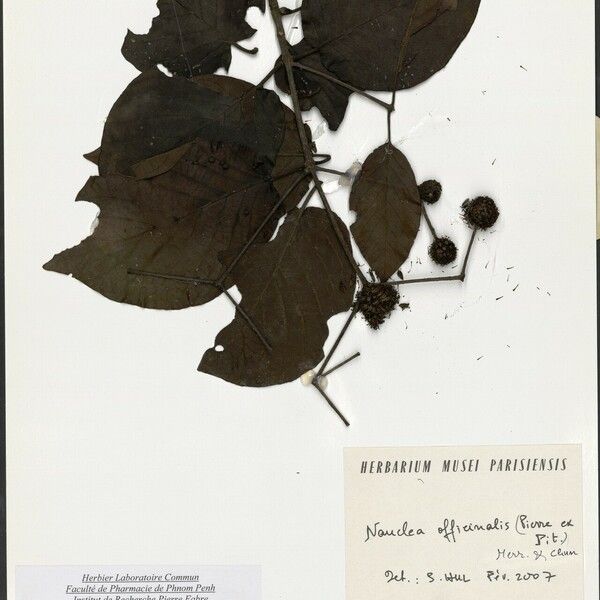 Nauclea Officinalis Plant Care & How to Grow, Water