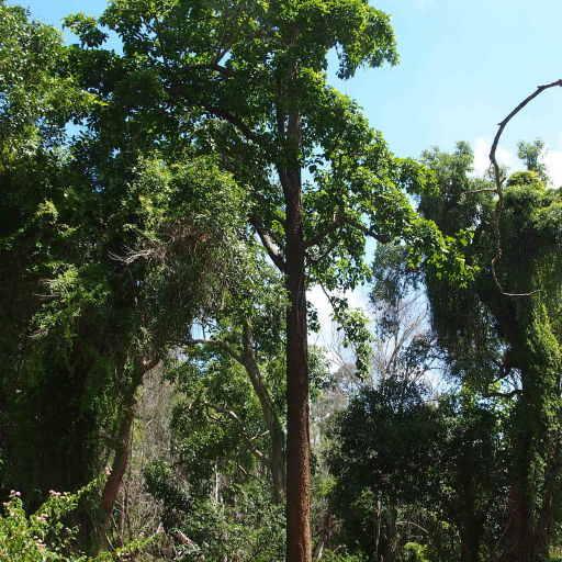 Leichhardt-Pine (Nauclea Orientalis) Plant Care & How to Grow, Water