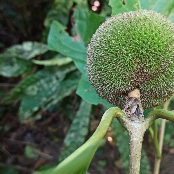 Nauclea Pobeguinii Plant Care & How to Grow, Water