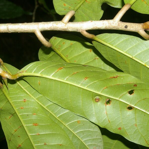 Naucleopsis Naga Plant Care & How to Grow, Water