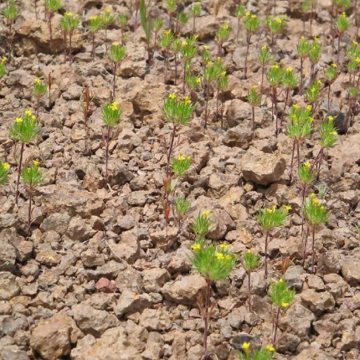 Brewer's Navarretia (Navarretia Breweri) Plant Care & How to Grow, Water
