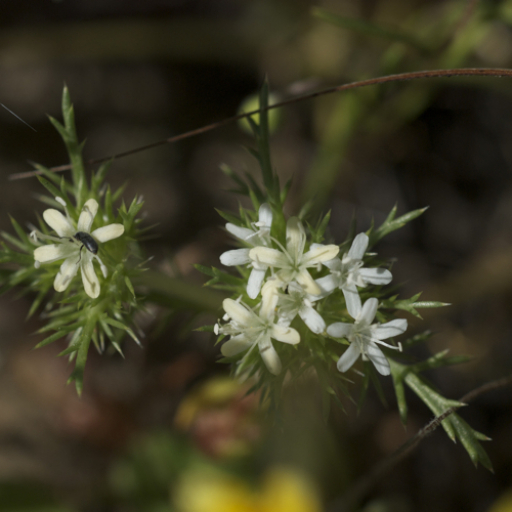 Whitehead Navarretia (Navarretia Leucocephala) Plant Care & How to Grow ...