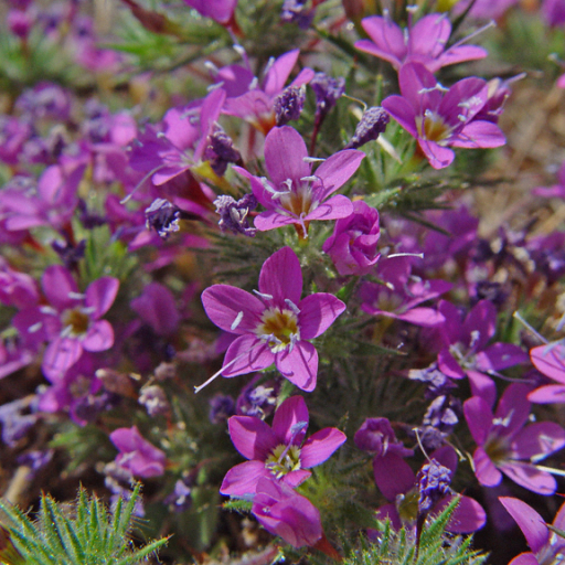 Bur Pincushionplant (Navarretia Prolifera) Plant Care & How to Grow, Water