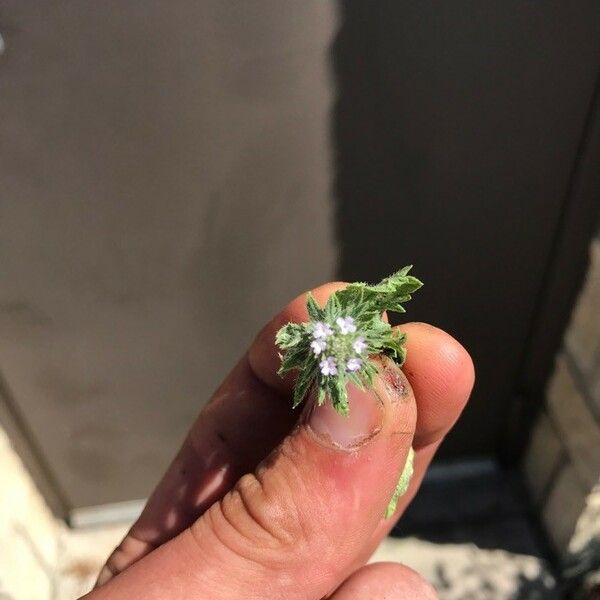 San Anselmo Navarretia (Navarretia Rosulata) Plant Care & How to Grow ...