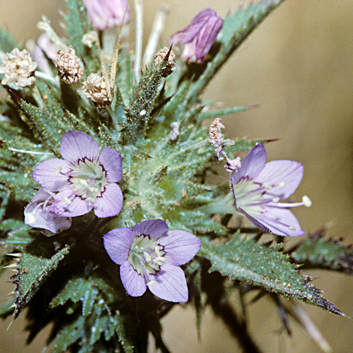 Piute Mountains Navarretia (Navarretia Setiloba) Plant Care & How to ...