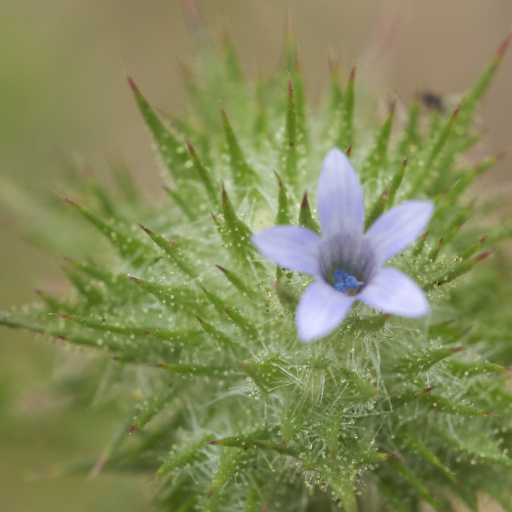 California Stinkweed (Navarretia Squarrosa) Plant Care & How to Grow, Water