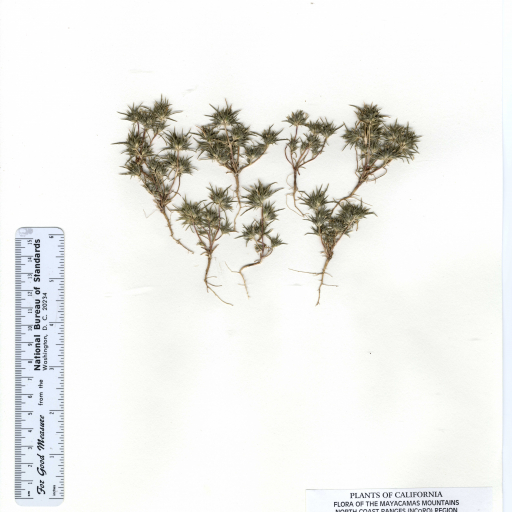 Awl-Leaf Pincushion- (Navarretia Subuligera) Plant Care & How to Grow ...