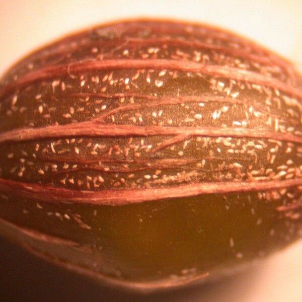 Neea Amplifolia Plant Care & How to Grow, Water