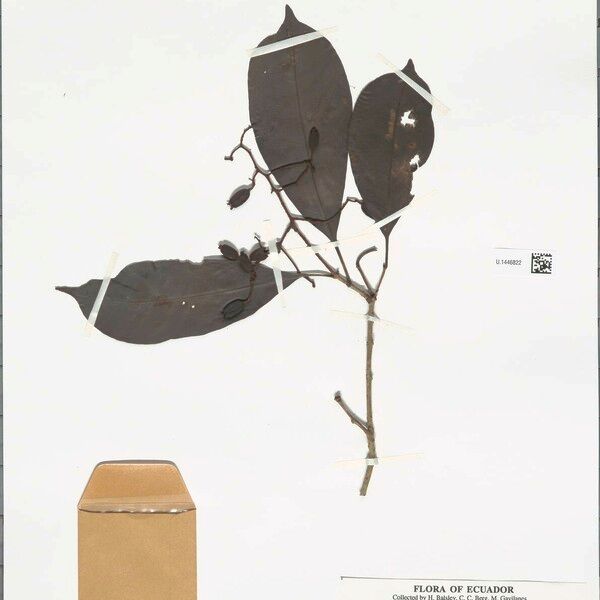 Neea Macrophylla Plant Care & How to Grow, Water