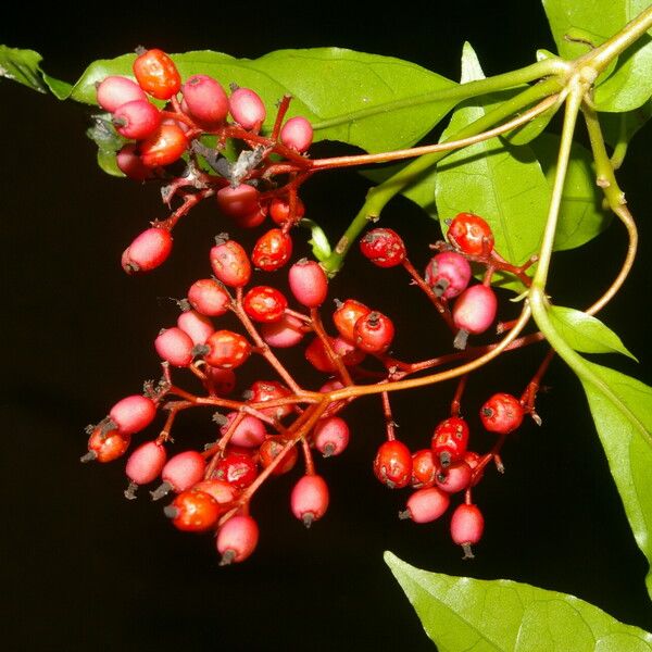 Mexican Prickly Poppy (Argemone Mexicana) Plant Care & How to Grow, Water