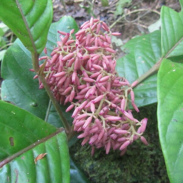 Neea Urophylla Plant Care & How to Grow, Water