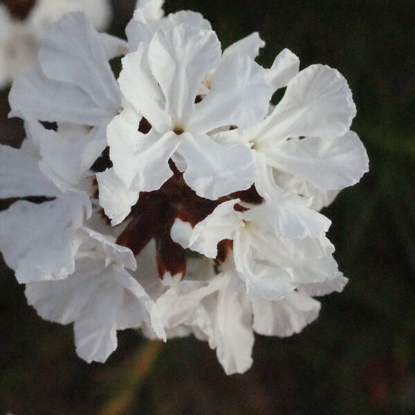 Needhamiella Pumilio Plant Care & How to Grow, Water