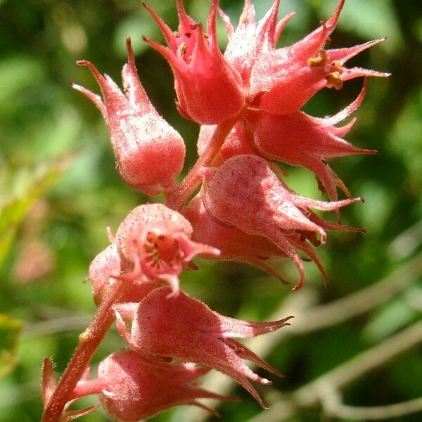 Neillia Affinis Plant Care & How to Grow, Water