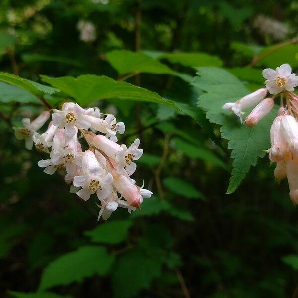 Neillia Sinensis Plant Care & How to Grow, Water