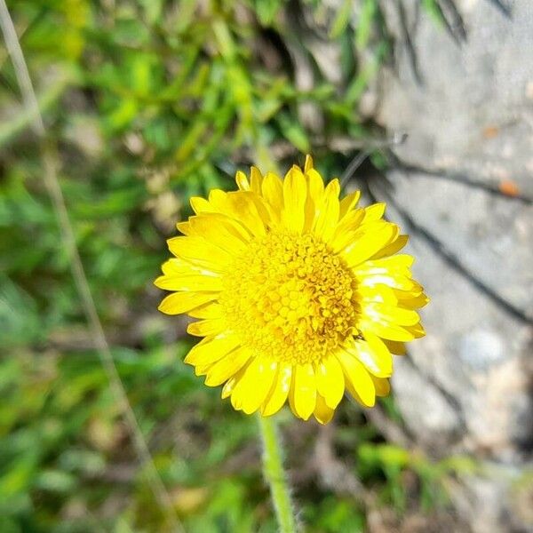 Neja Pinifolia Plant Care & How to Grow, Water