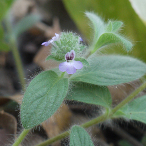 Blue Pussyleaf (Nelsonia Canescens) Plant Care & How to Grow, Water