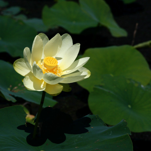 American Lotus (Nelumbo Lutea) Plant Care & How to Grow, Water