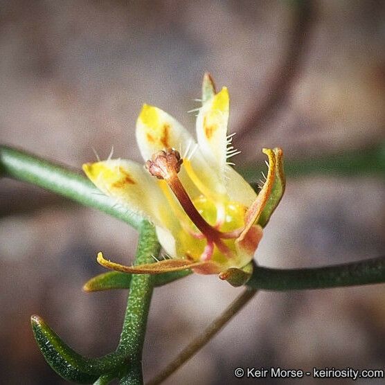 Desert Nemacladus (Nemacladus Tenuis) Plant Care & How to Grow, Water