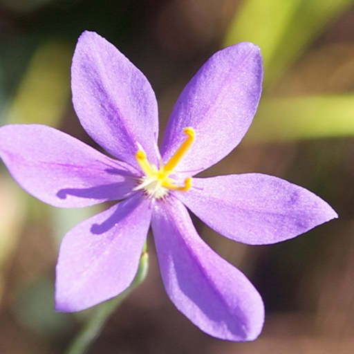 Midsorus Fern (Blechnum Orientale) Plant Care & How to Grow, Water