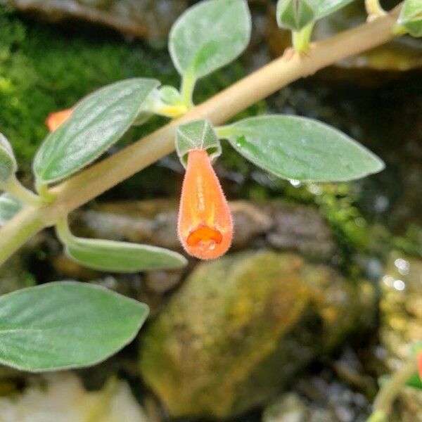 Nematanthus Sericeus Care Guide: Water, Soil & Propagation - Plantiary