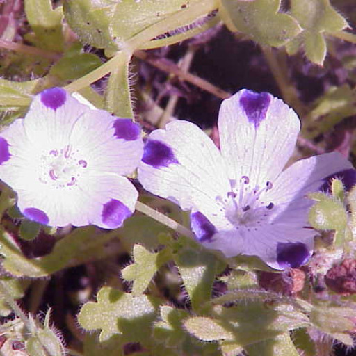 Fivespot (Nemophila Maculata) Care Guide: Water, Soil & Propagation ...