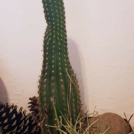 Neobuxbaumia Tetetzo Plant Care & How to Grow, Water