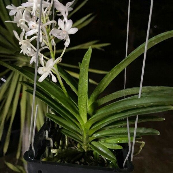 Samurai Orchid (Neofinetia Falcata) Care Guide: Water, Soil ...