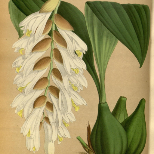 Neogyna Gardneriana Care Guide: Water, Soil & Propagation - Plantiary